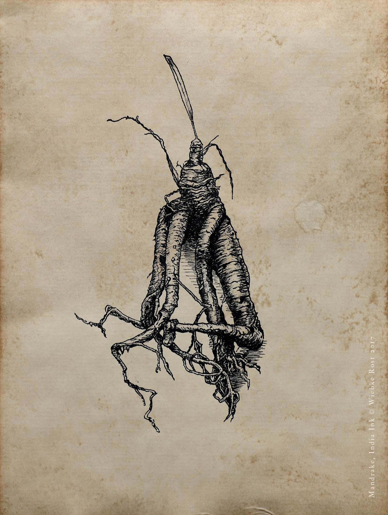 Mandragora officinarum – Teufelskunst