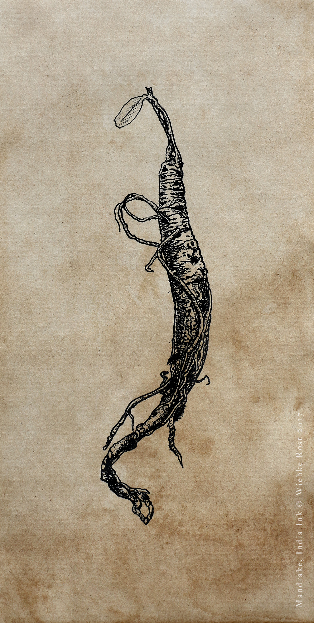 Mandragora officinarum – Teufelskunst