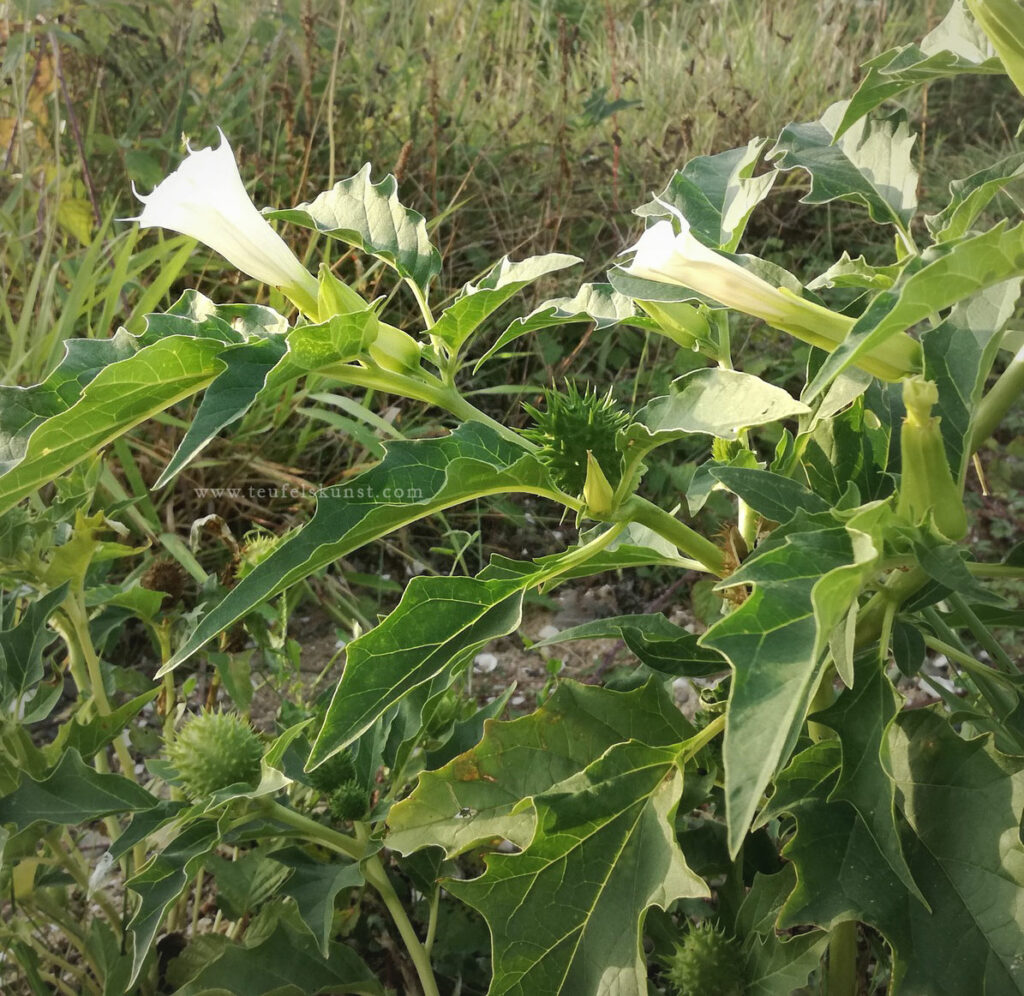 Datura Seeds – Teufelskunst